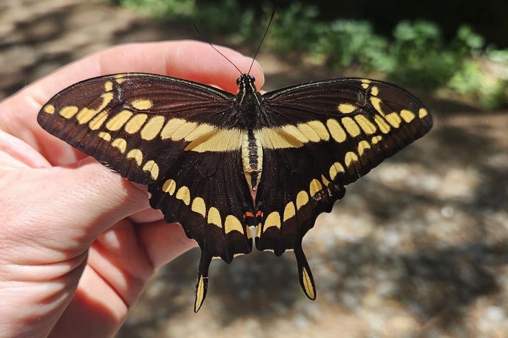 New World Giant Swallowtails and Allies from Socorro, Santander ...