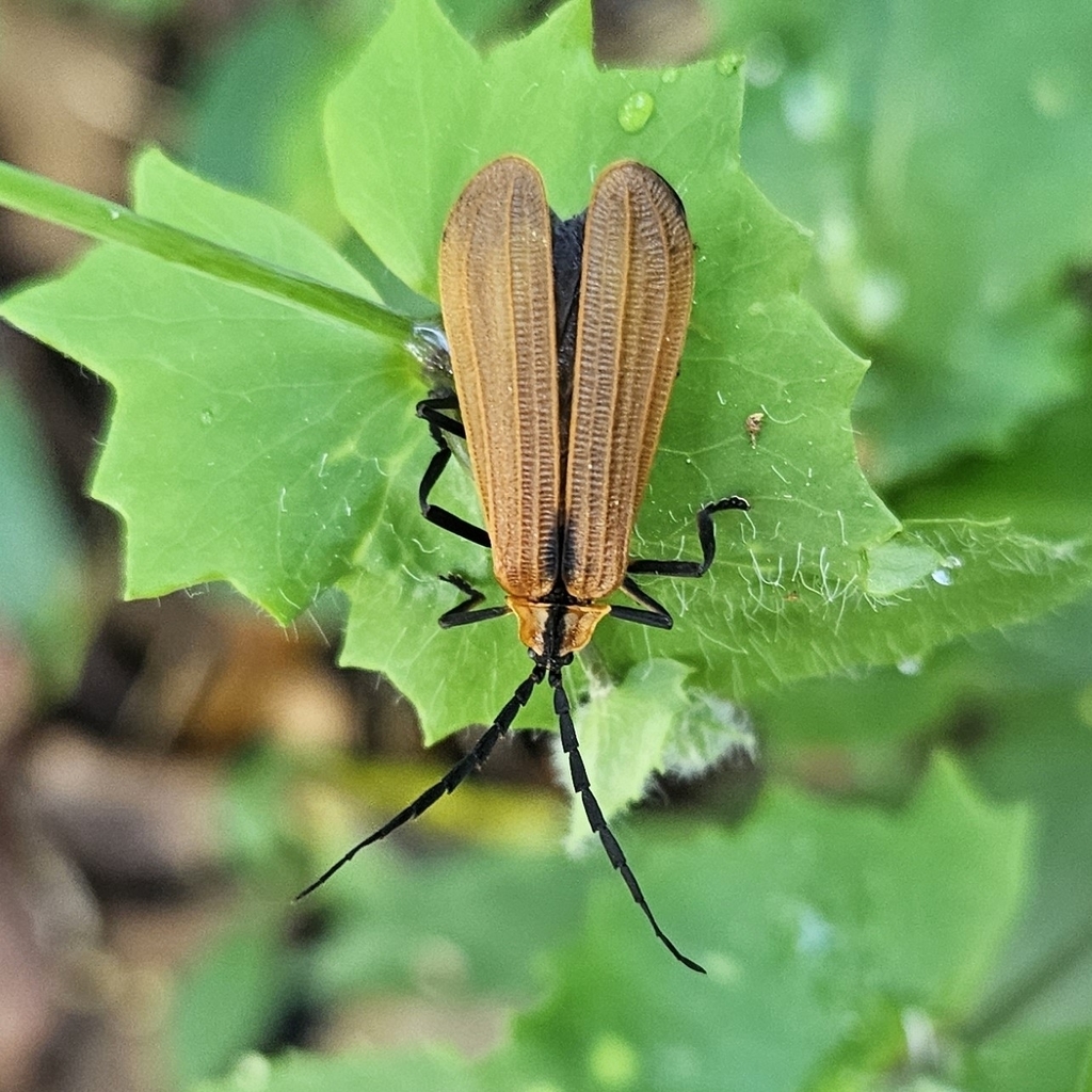 Net-winged Beetles from Socorro, Santander, Colombia on July 15, 2023 ...