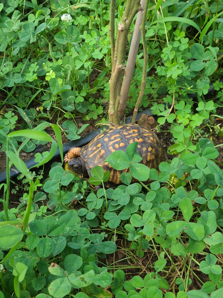Eastern Box Turtle in August 2023 by owen_n_walters · iNaturalist