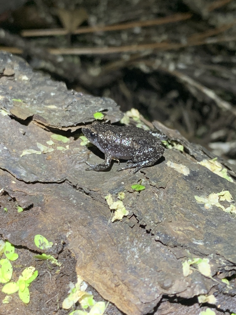 Eastern Narrow-mouthed Toad in August 2023 by William Heinle · iNaturalist