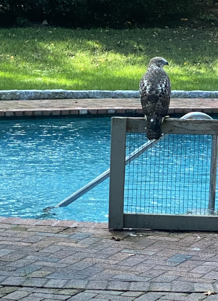 Red-tailed Hawk in August 2023 by Margie Rauscher-Charney · iNaturalist