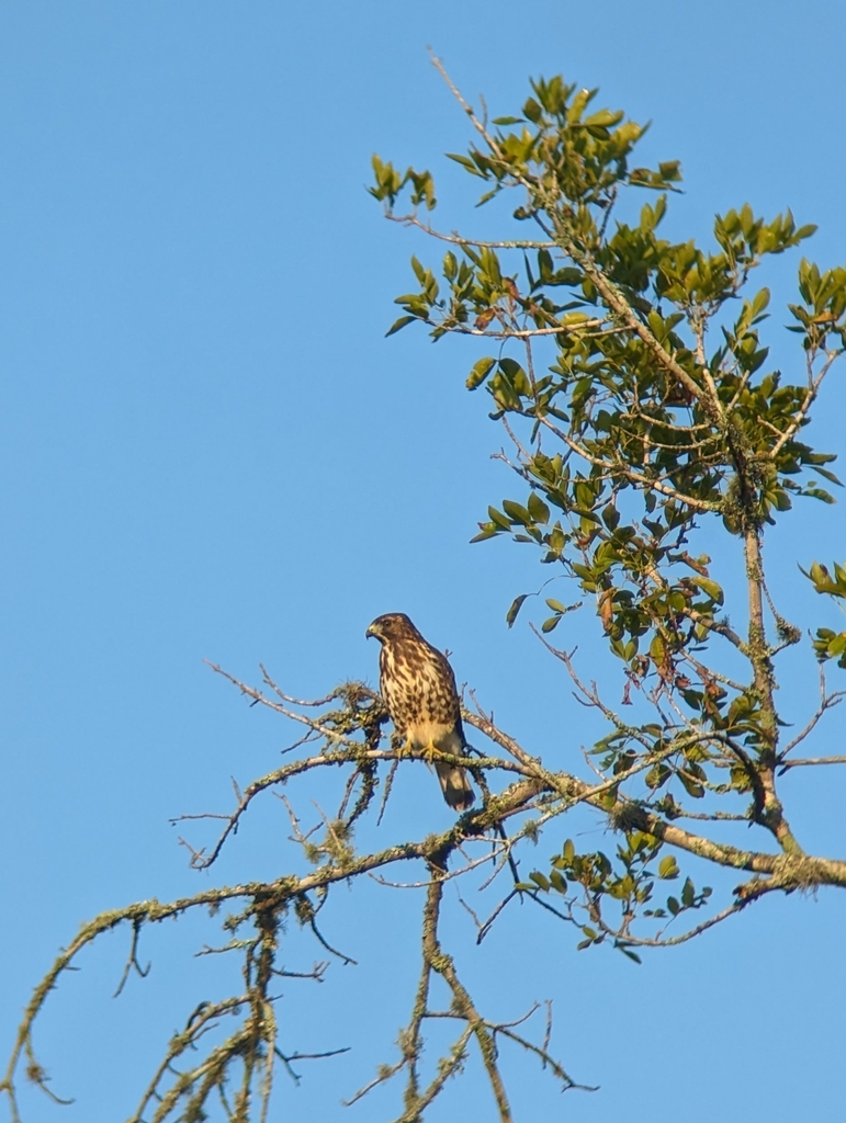 Broad-winged Hawk from Addicks / Park Ten, Houston, TX, USA on August ...