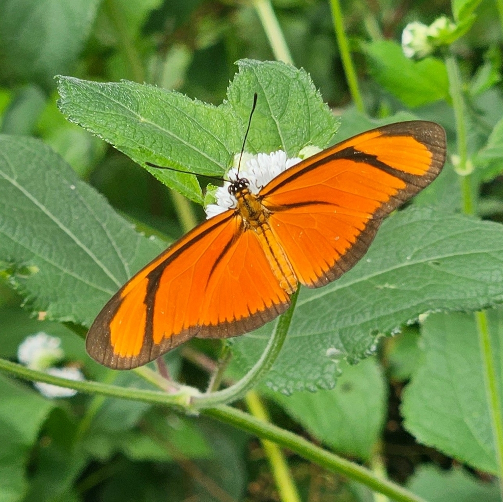 Small Flambeau from Agua de Dios, Cundinamarca, Colombia on July 11 ...