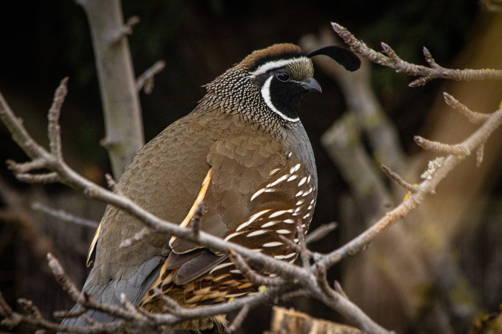 Coastal California Quail from Ranfurly, New Zealand on August 26, 2023 ...
