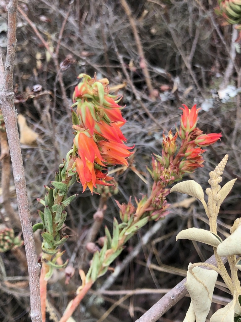 Echeveria quitensis from Malchingui, Ecuador on August 15, 2019 at 02: ...