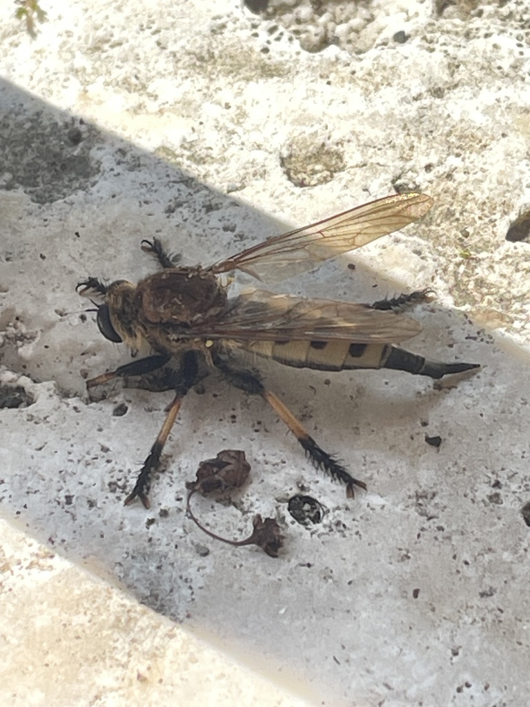Red-footed Cannibal Fly from Edgewater Dr NW, Concord, NC, US on August ...