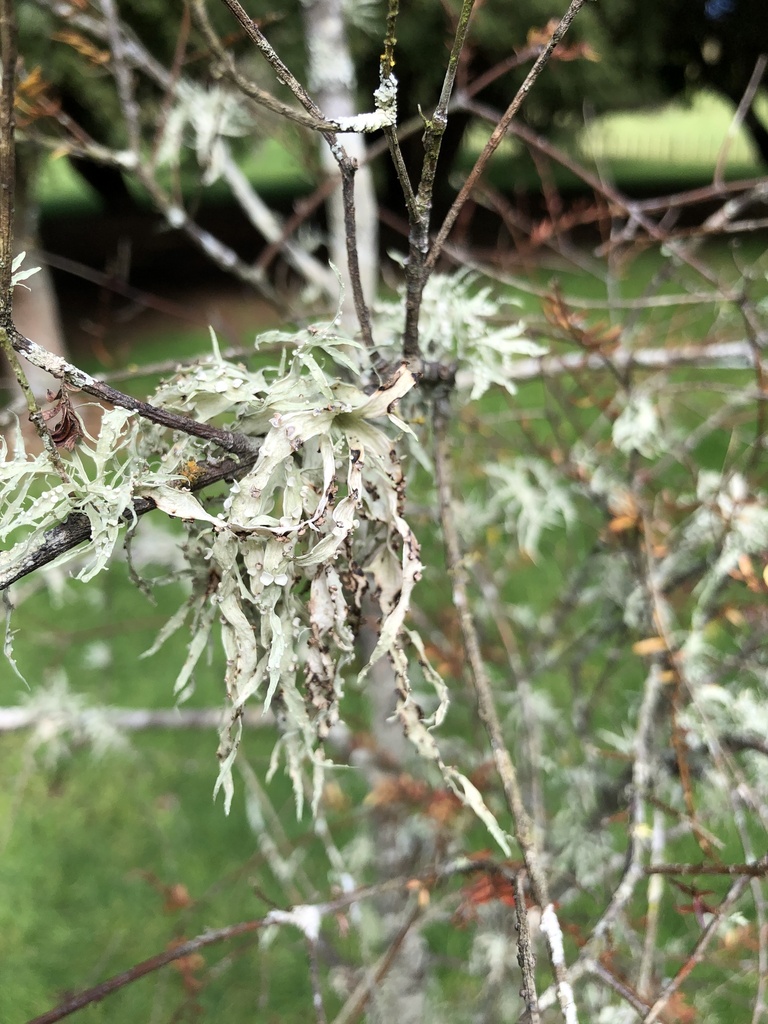 bushy lichens from Cornwall Park, Auckland, Auckland, NZ on August 27 ...