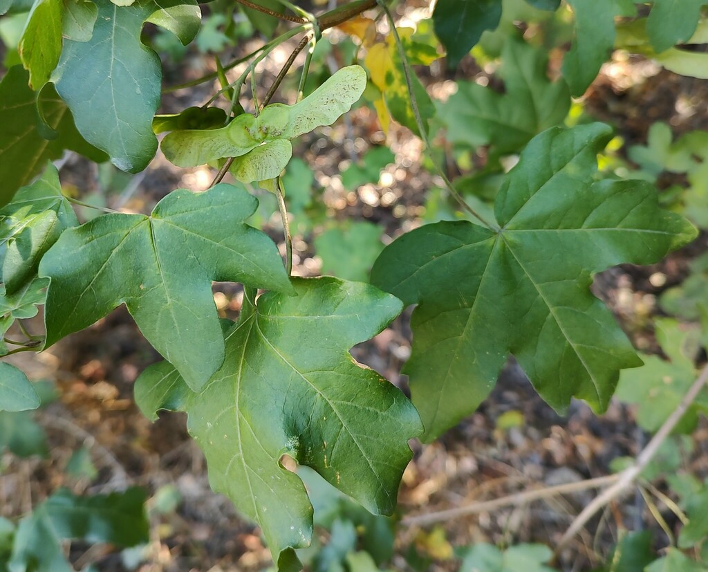 field maple from Pullman, WA 99163, USA on August 26, 2023 at 01:48 PM ...