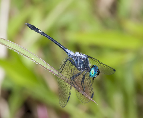 Micrathyria iheringi · iNaturalist