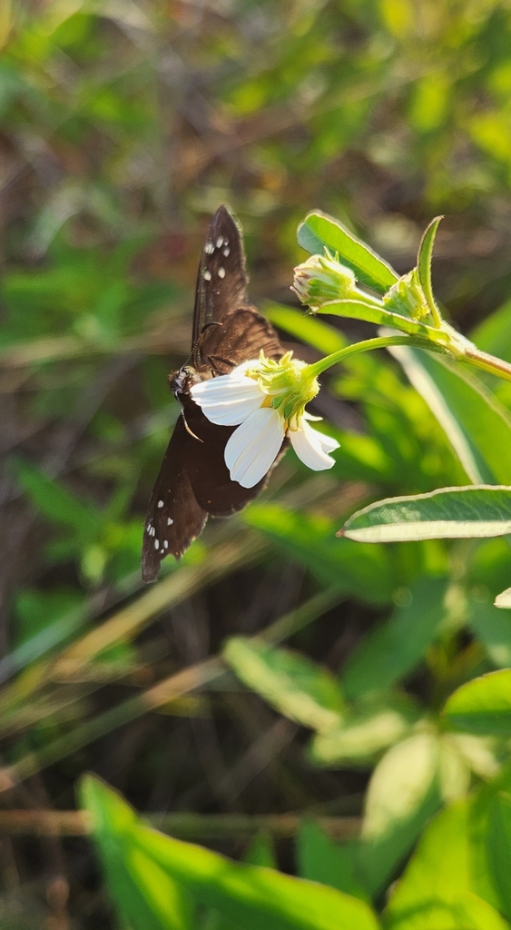 Florida Duskywing from Larry and Penny Thompson Memorial Park and ...
