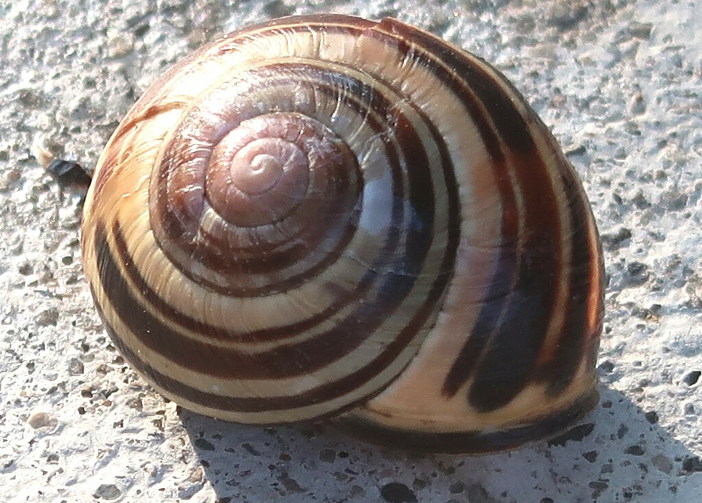 Brown-lipped Snail from St. Catharines, ON, Canada on August 26, 2023 ...
