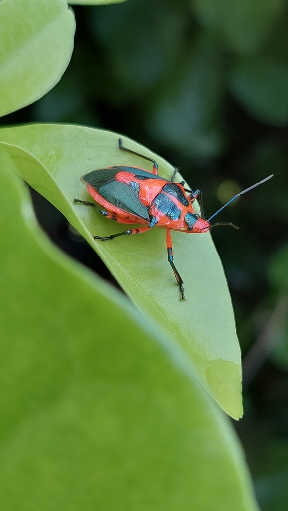 Florida Predatory Stink Bug from Caimital, Provincia de Guanacaste ...