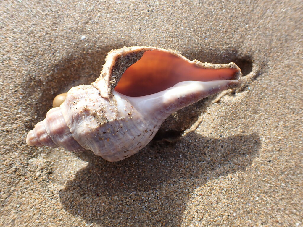Australian Horse Conch from City of Devonport, TAS, Australia on August ...