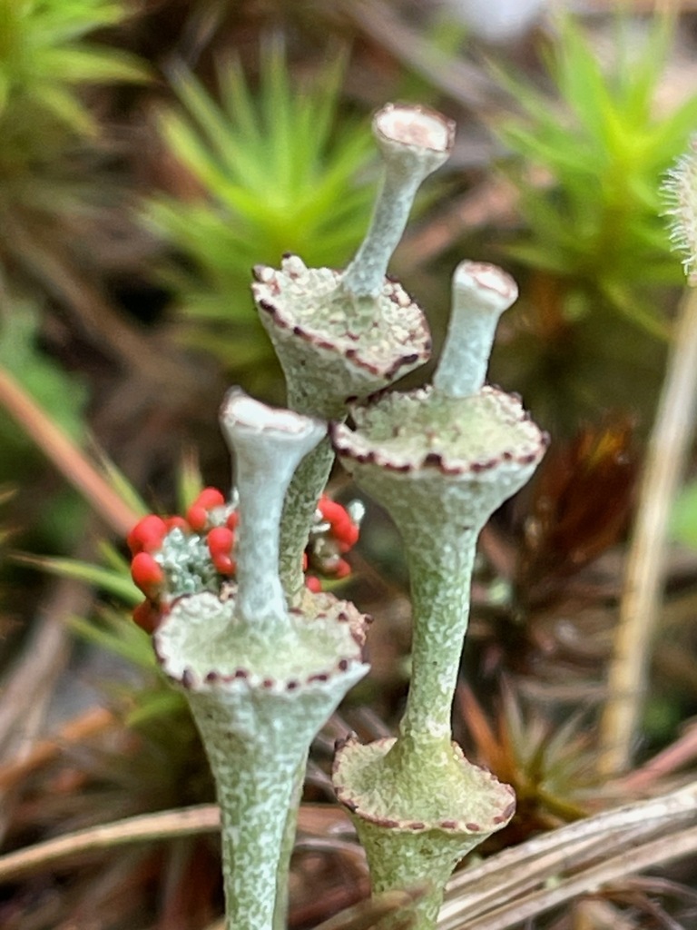 Ladder Lichen from Fayston, VT, USA on August 11, 2023 at 11:40 AM by ...