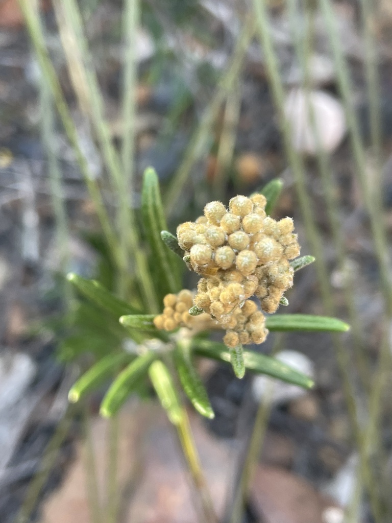 Astrotricha crassifolia from Brisbane Water National Park, Patonga, NSW ...