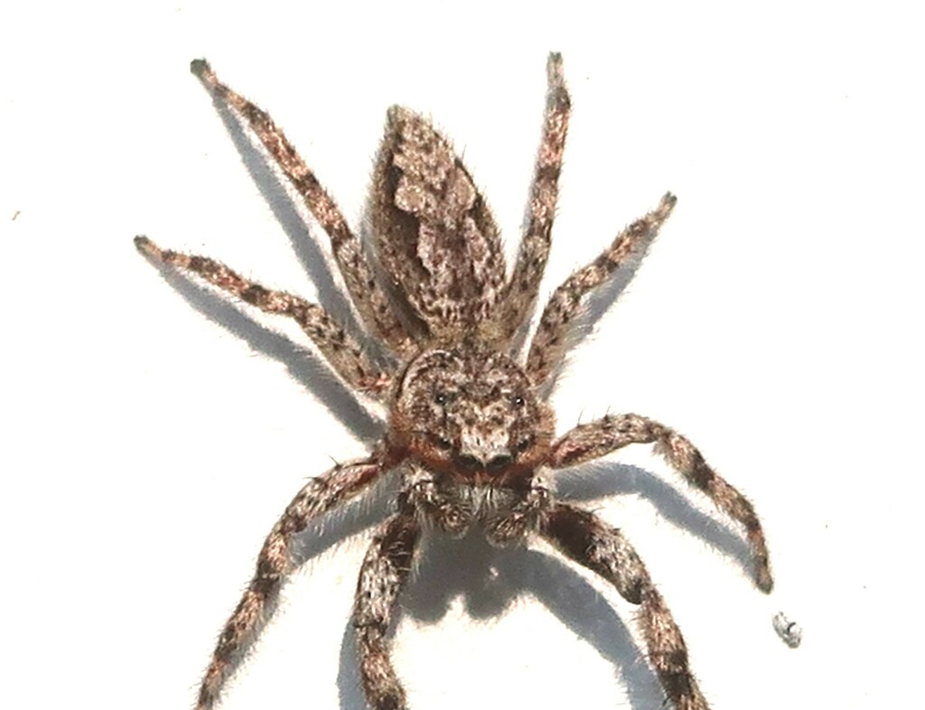Tan Jumping Spider from St. Catharines, ON, Canada on August 26, 2023 ...