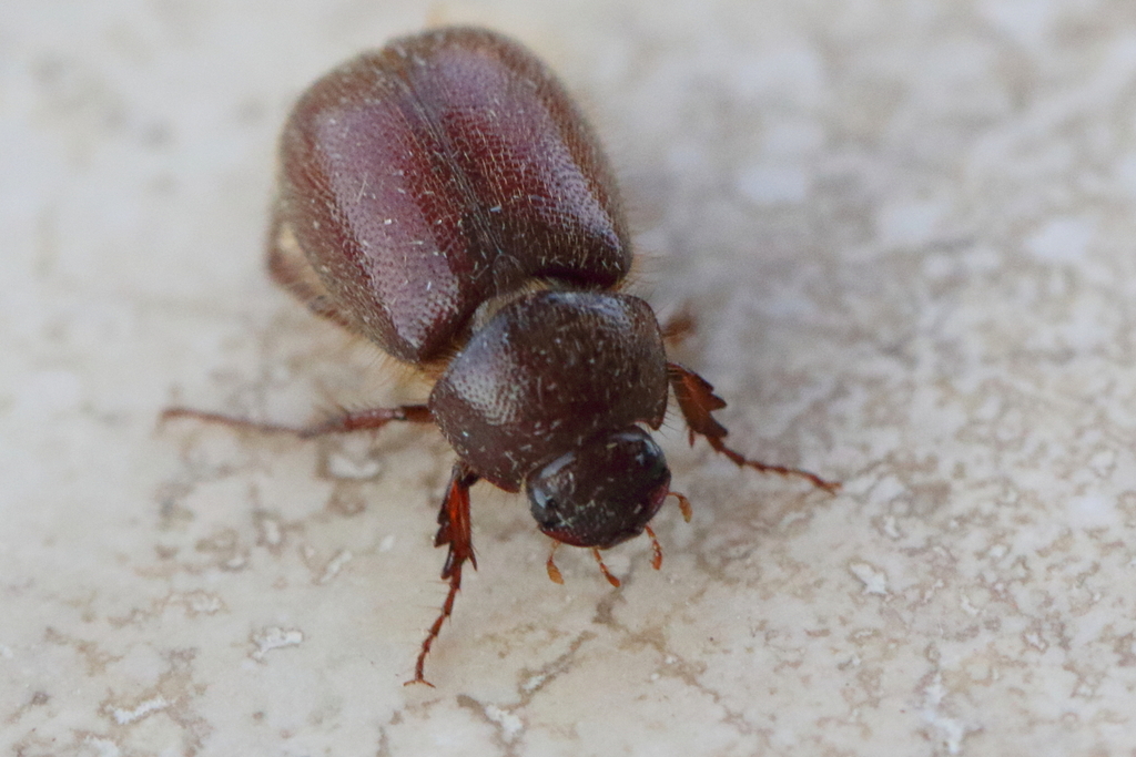 Scarabs from Brisbane QLD, Australia on August 23, 2023 at 04:16 PM by ...