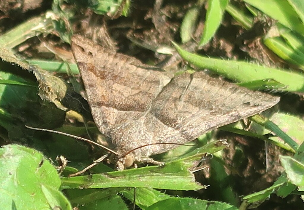 Clover Looper Moth from Welland Canal Parkway, St. Catharines, ON ...