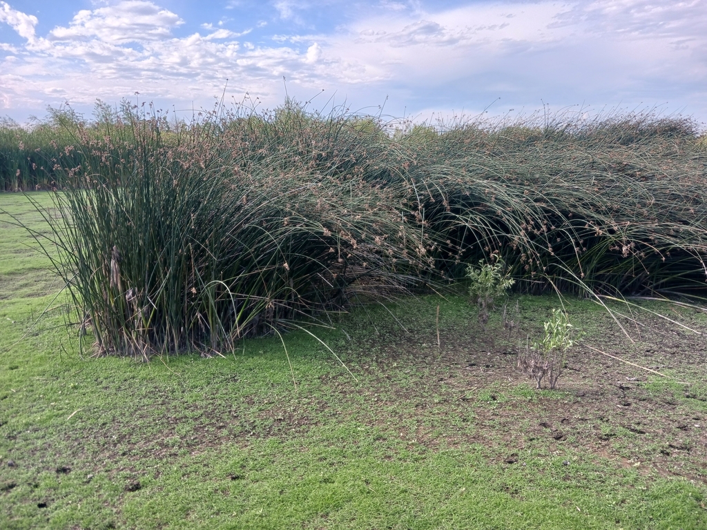 common tule from La Grande, OR 97850, USA on August 26, 2023 at 04:25 ...