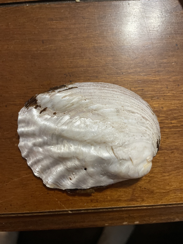 Three-ridge Mussel from Sherman Beach Park, Ballwin, MO, US on August ...