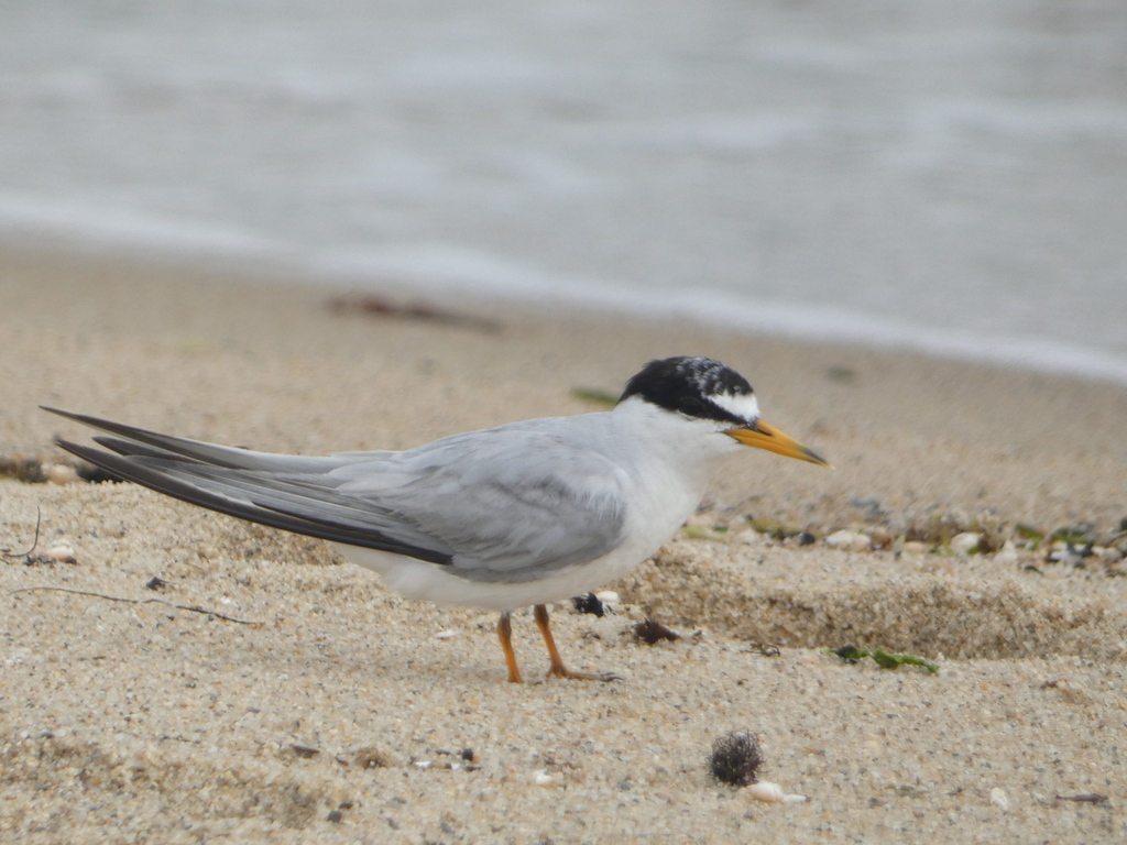 Least Tern in August 2023 by Will Kostick · iNaturalist