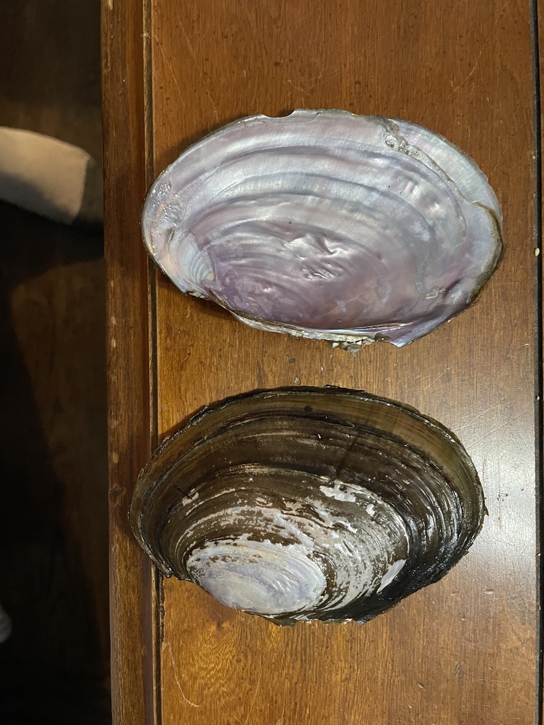 Pink Papershell from Birch Ct, Imperial, MO, US on August 26, 2023 at ...