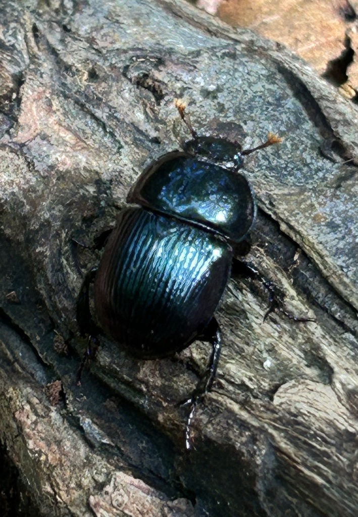 Baly's Earth-boring Beetle (Dung beetles of New England) · iNaturalist