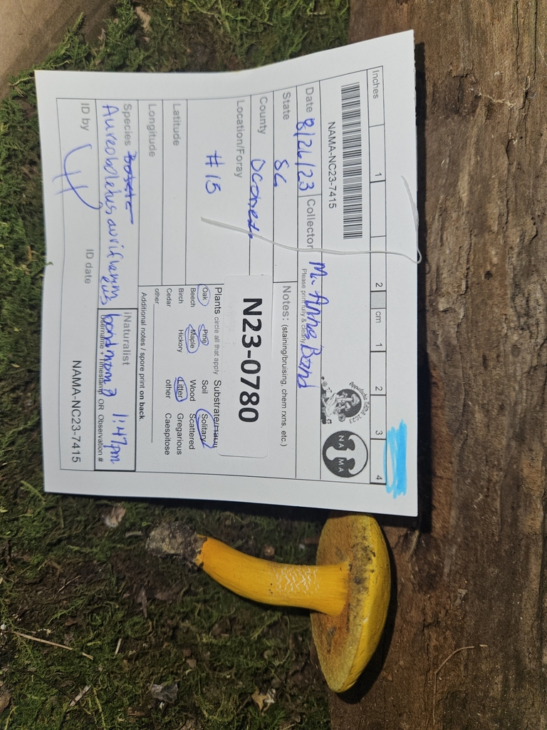 flaming gold bolete from Laurel Park, NC 28739, USA on August 26, 2023 ...