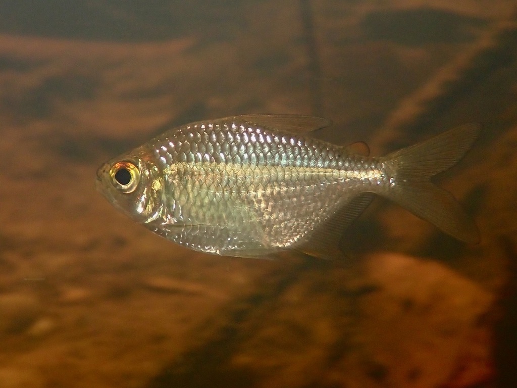 Brazilian Poptella from Apatou, Guyane française on August 26, 2023 at ...
