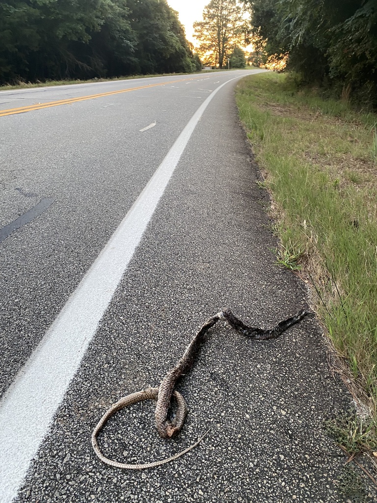 Eastern Coachwhip in June 2022 by CoastalPlainReaper · iNaturalist