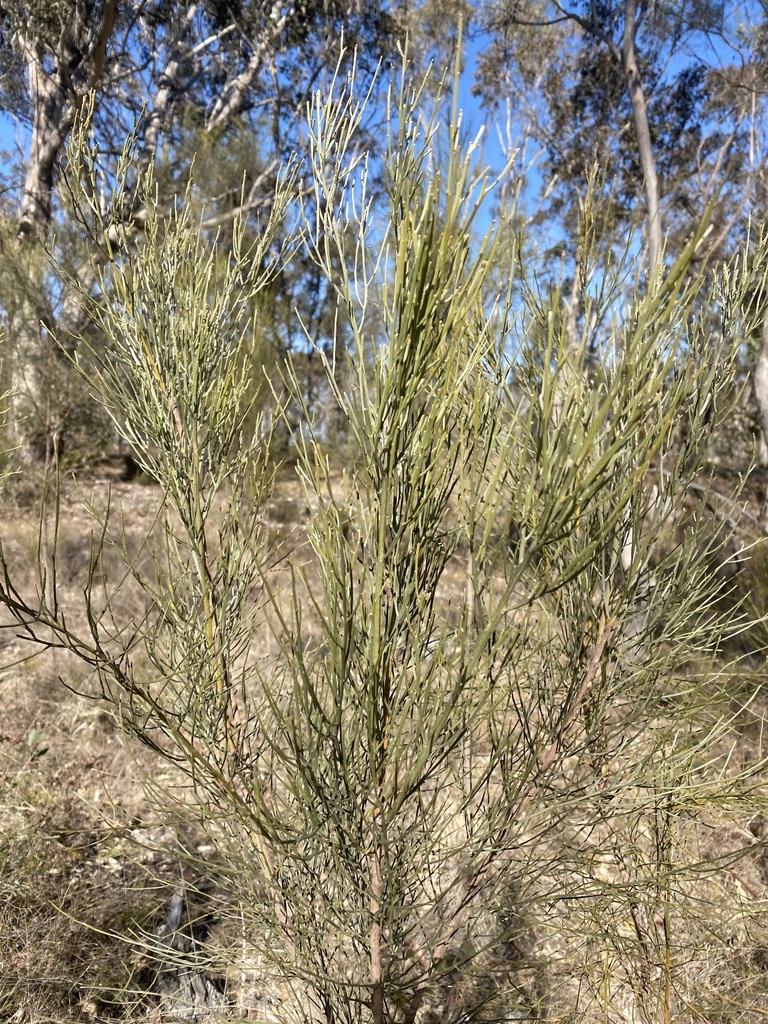 winged broom-pea from Grafton Rd, Metz, NSW, AU on August 27, 2023 at ...