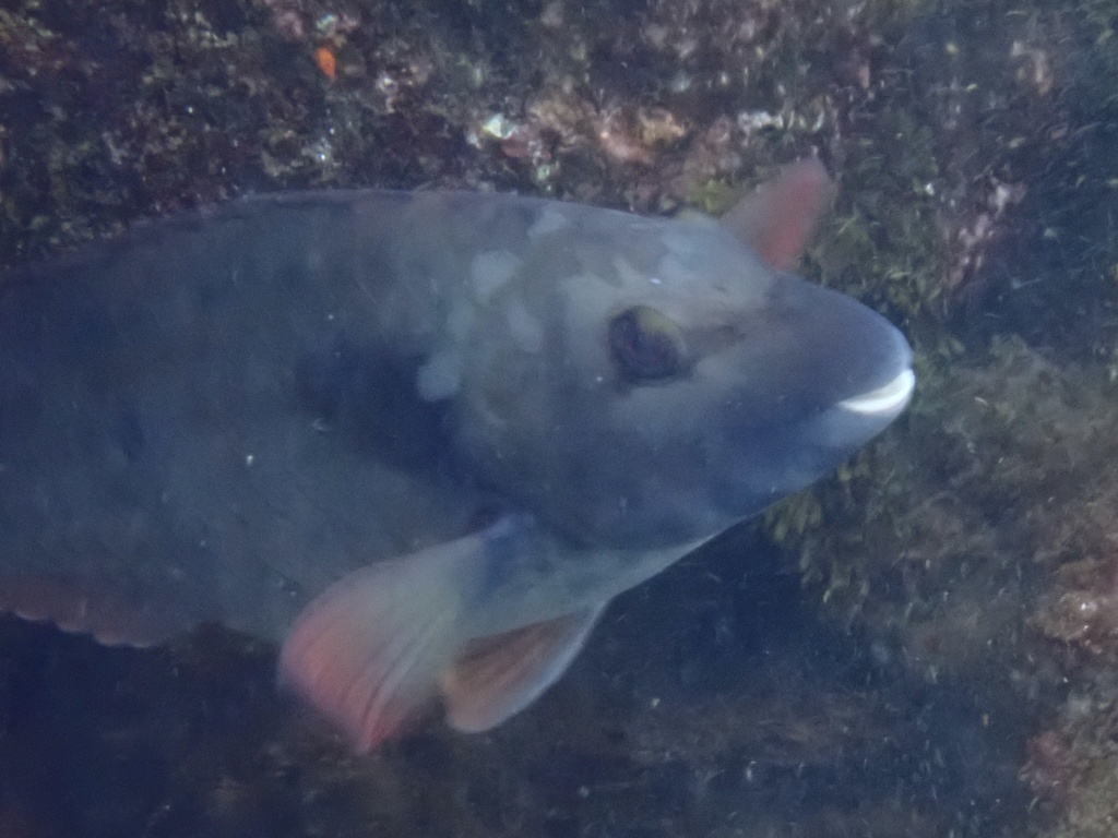 European Parrotfish from Porto da Madalena, Madalena, PT on August 26 ...