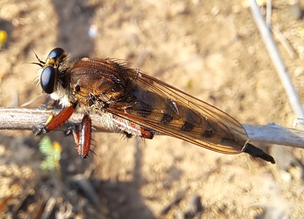 Promachus hinei from Bunkie, LA 71322, USA on August 26, 2023 at 08:47 ...