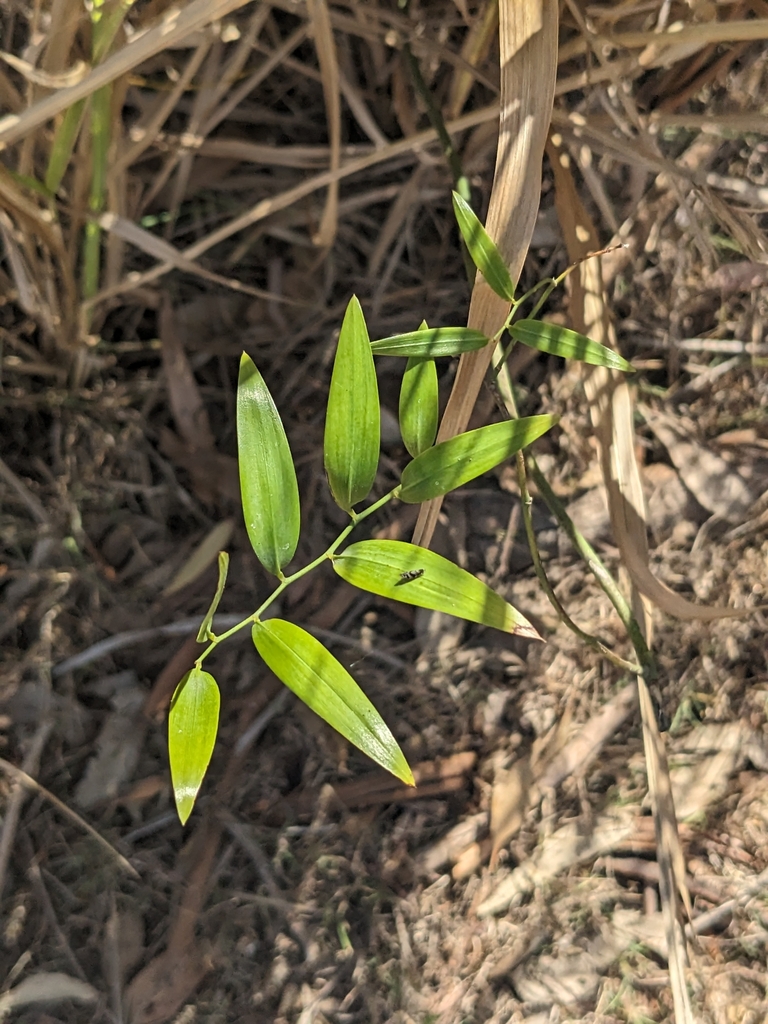 Climbing Lily from O'Callaghan Park, Jennings St & Zillmere Road ...