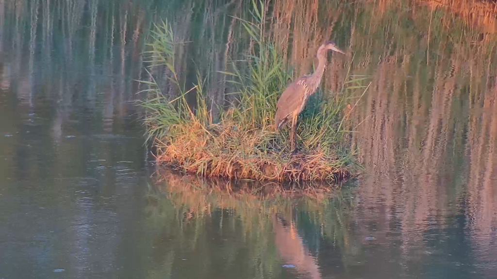 Great Blue Heron from Hog Island, Virginia 23883 on August 26, 2023 at ...