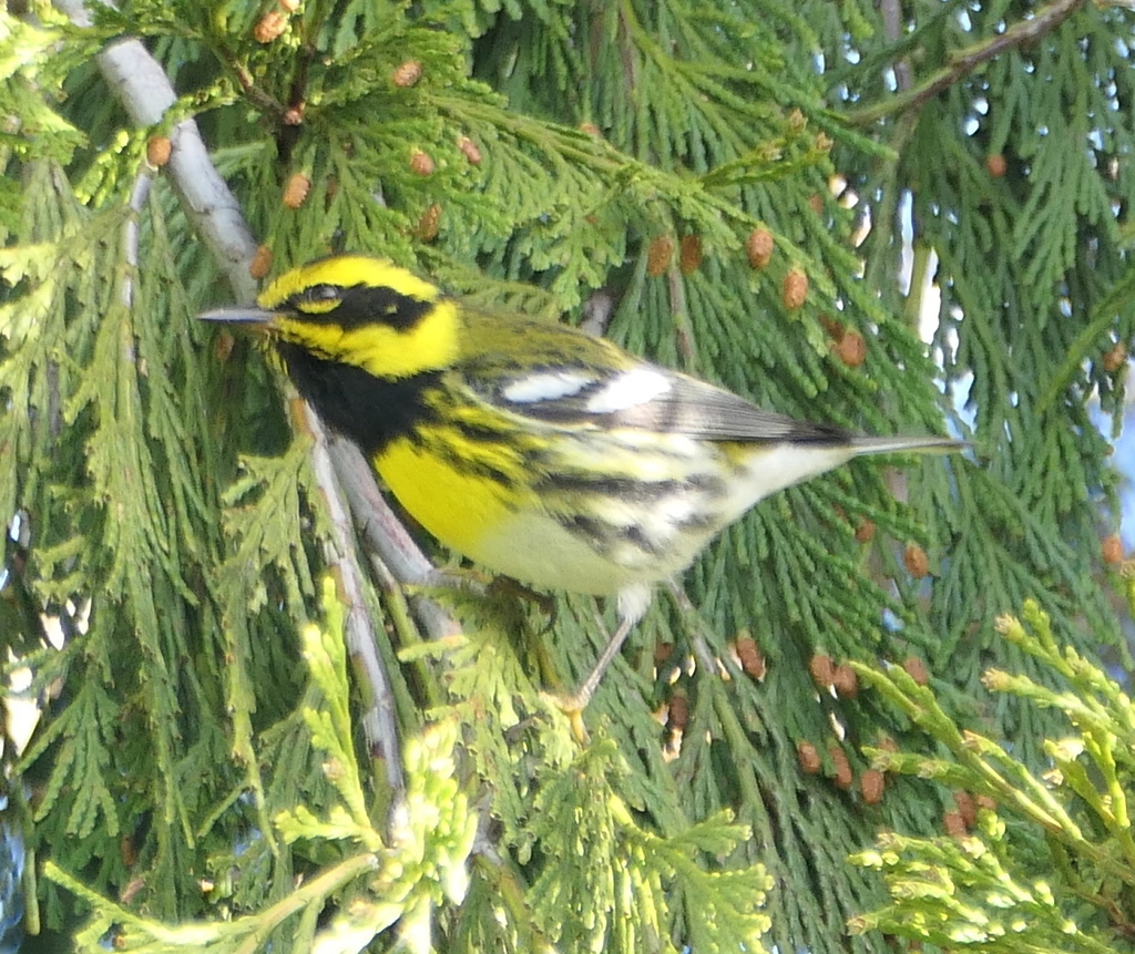 Townsend's Warbler from Fairwood Park and School, Sunnyvale, Santa ...