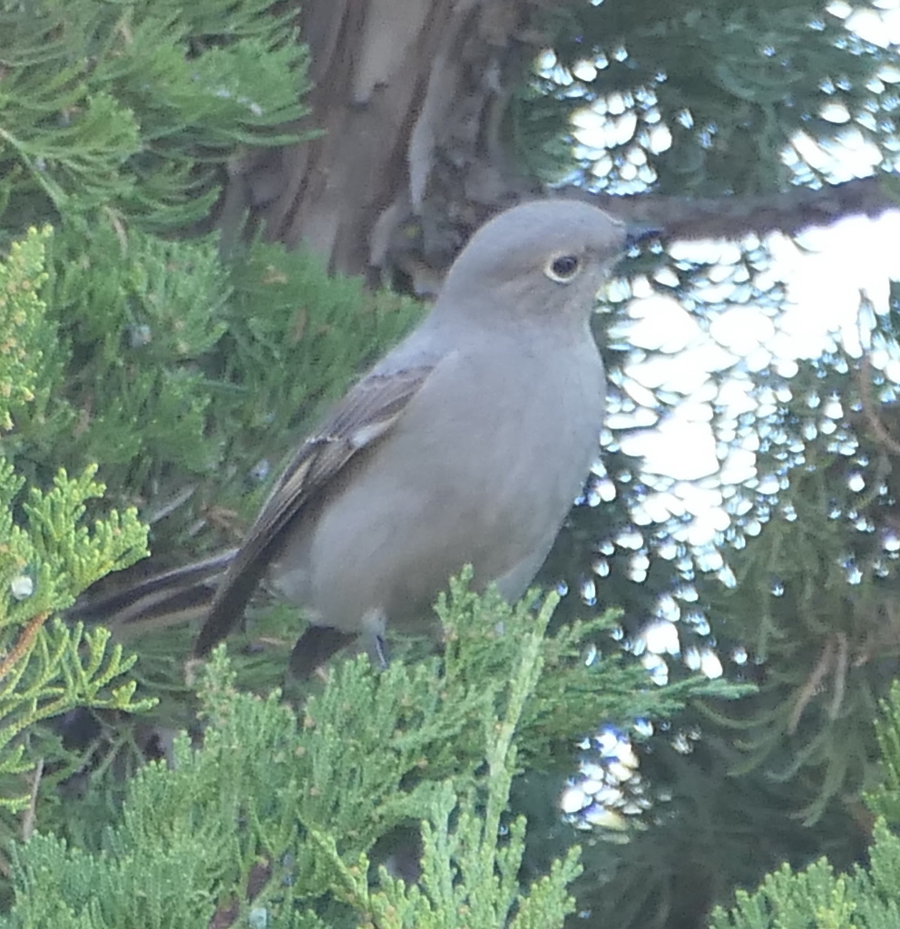 Townsend's Solitaire from San Tomas, Campbell, CA, USA on January 31 ...