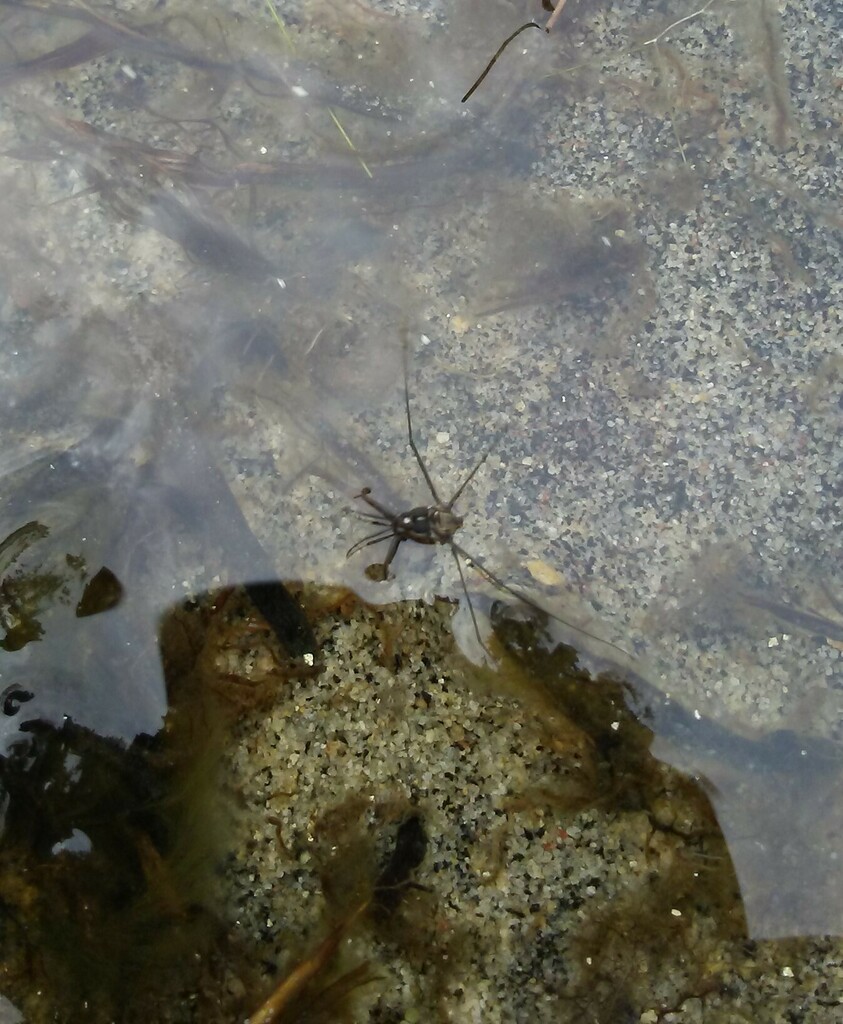 Metrobates hesperius in August 2023 by kraa · iNaturalist