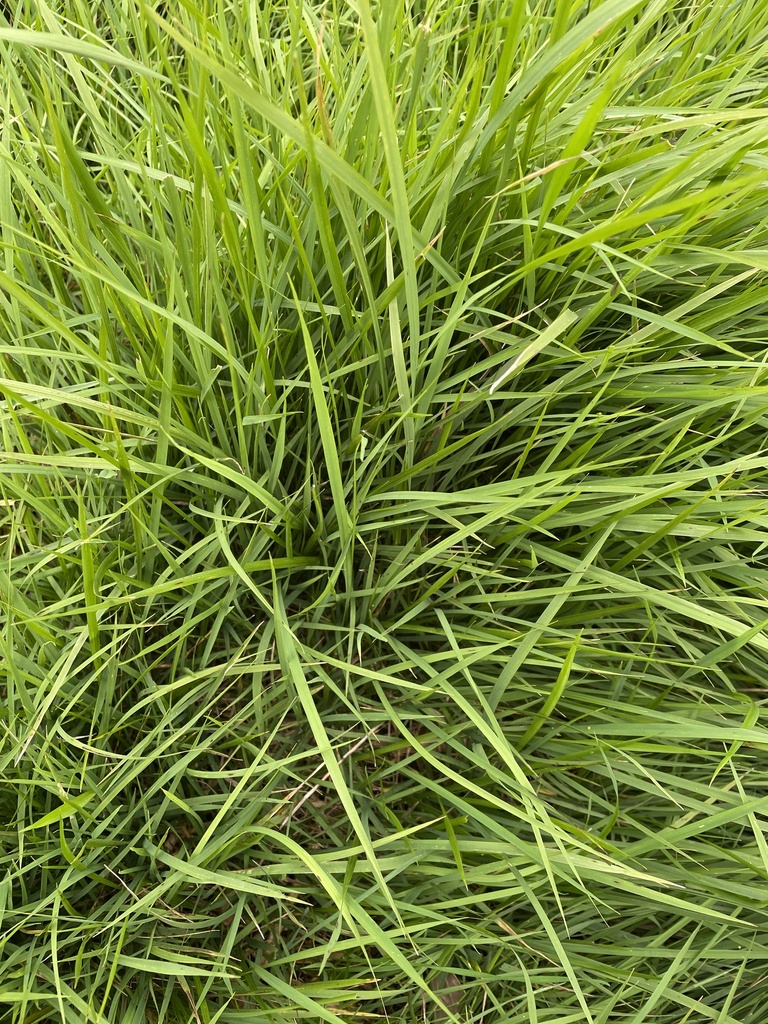 Weeping-grass from Sunshine Reserve, Mount Martha, VIC, AU on August 27 ...