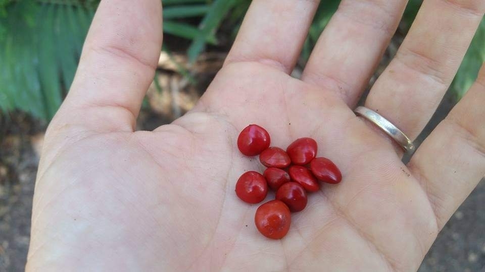Saga Tree from National Capital District, PG-NC-NC, PG on August 14 ...