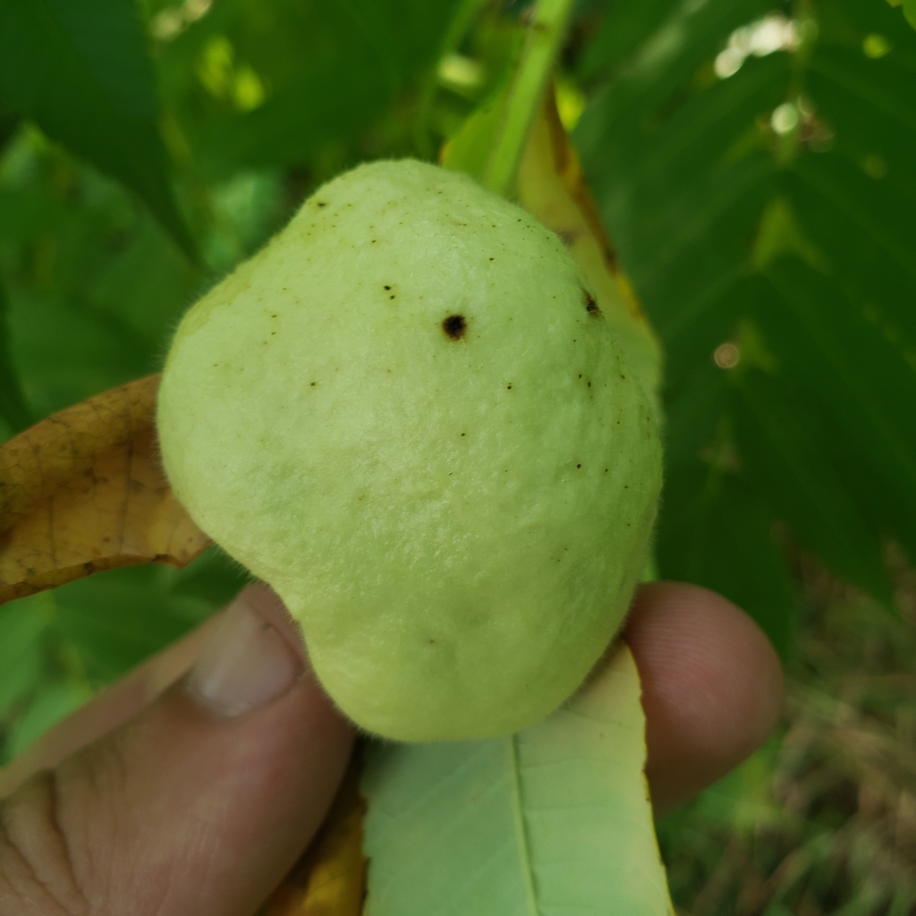 Sumac Gall Aphid from Erie, PA 16505, USA on August 26, 2023 at 04:19 ...