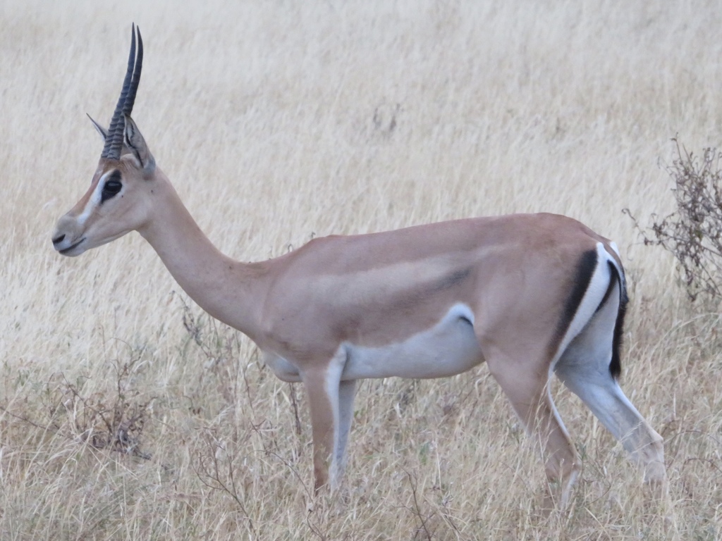 Grant's Gazelle (Nanger granti) - Know Your Mammals