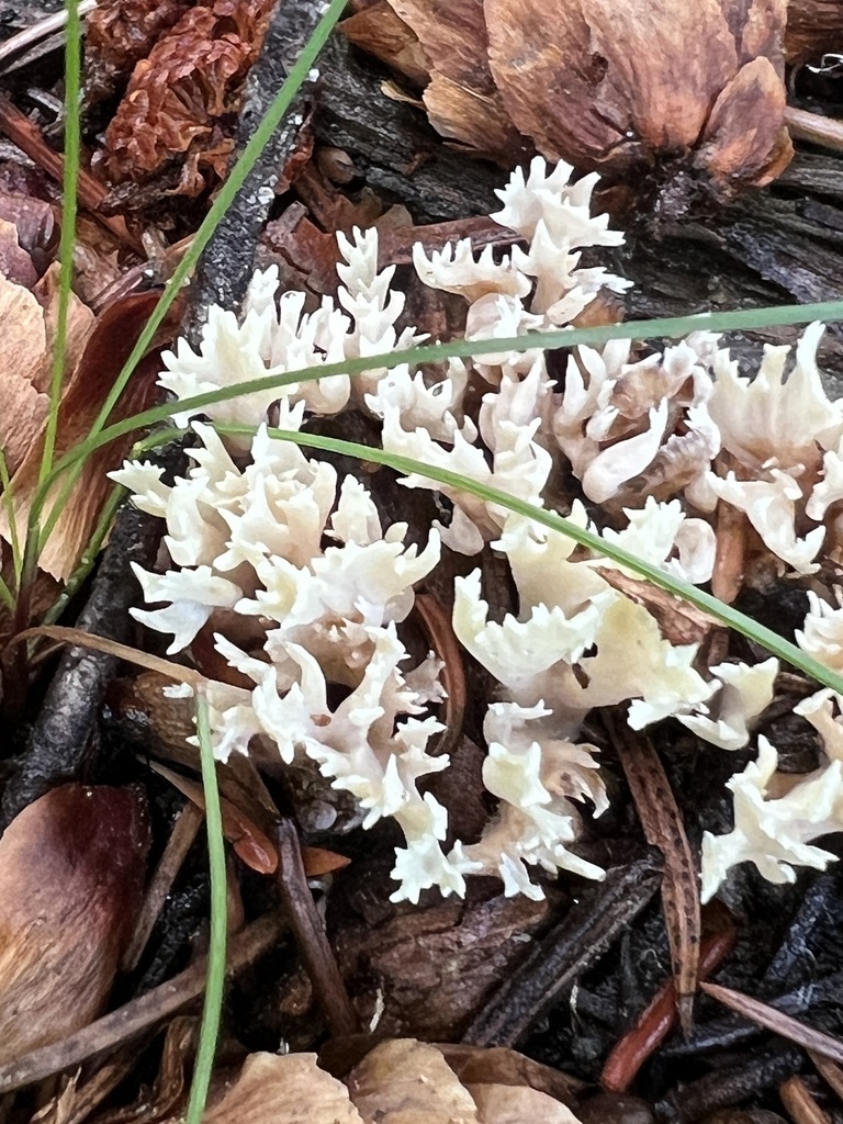 White Coral Fungus in August 2023 by Joe Matanzas. On rotten conifer ...