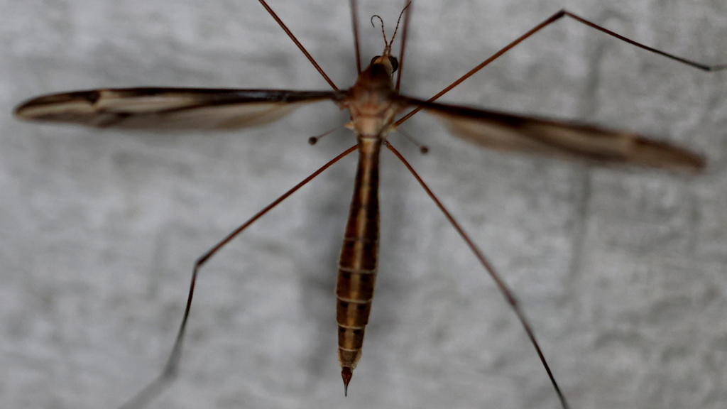 Tipula furca from Shepard Settlement, Onondaga County, NY, USA on ...