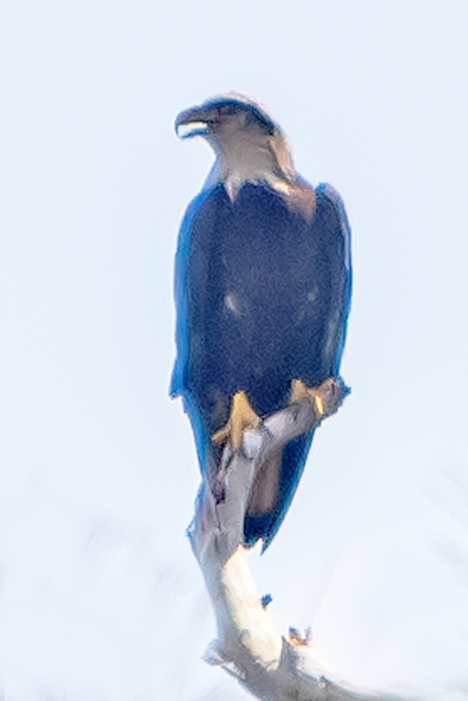 Bald Eagle from York River State Park, James City County VA, USA on ...