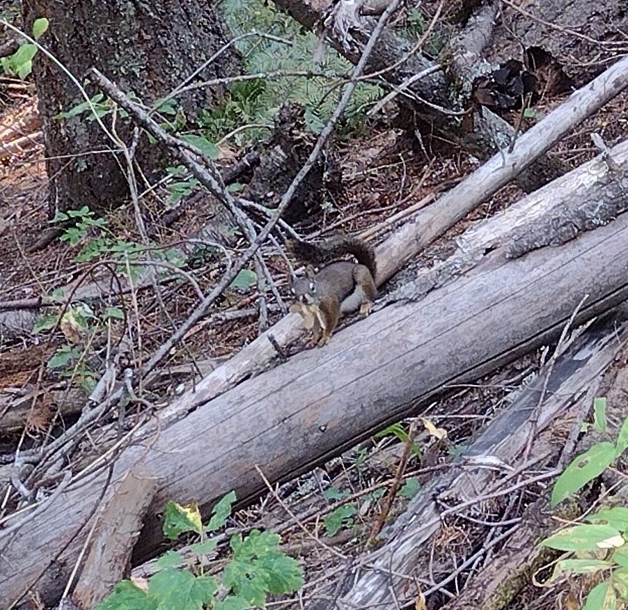 American Red Squirrel from Liberty Lake, WA 99019, USA on August 26 ...