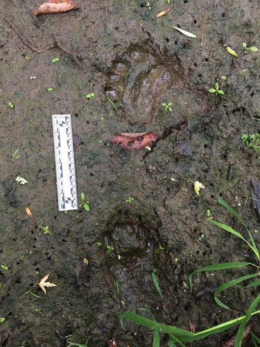 Black Bear Tracks – NatureTracking