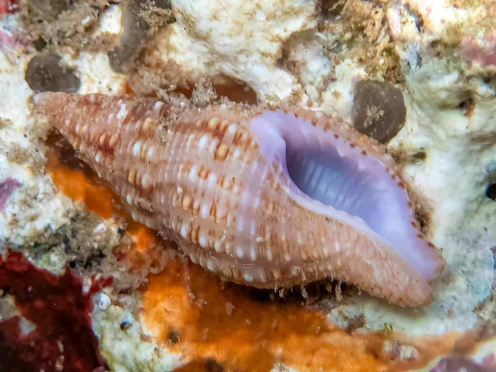 Prodotia iostoma from Amed, Karangasem Regency, Bali, Indonesia on ...