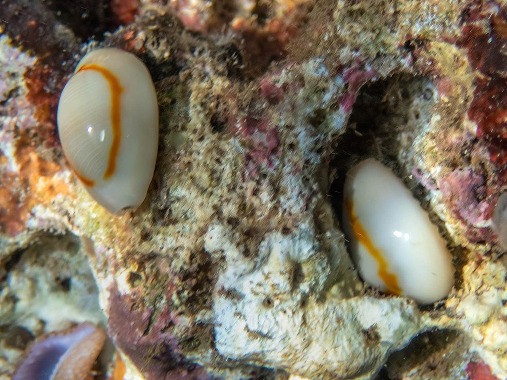 Gold Ring Cowry from Amed, Karangasem Regency, Bali, Indonesia on ...