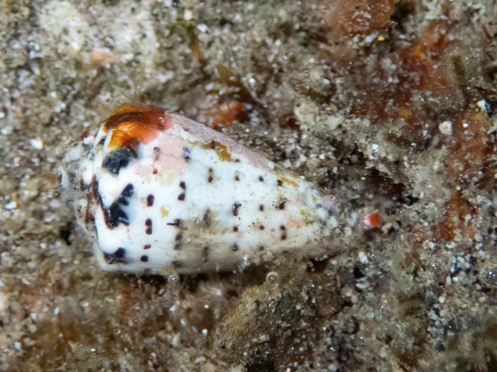 Music Cone from Amed, Karangasem Regency, Bali, Indonesia on August 26 ...